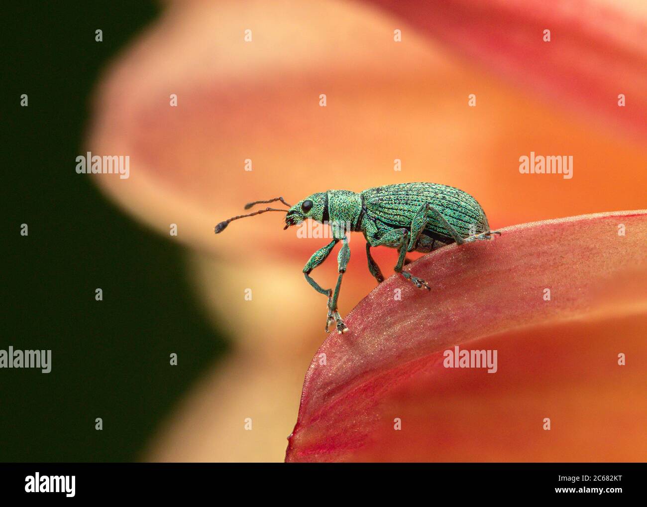 Macro side view of Green Immigrant Leaf Weevil on orange flower Stock ...