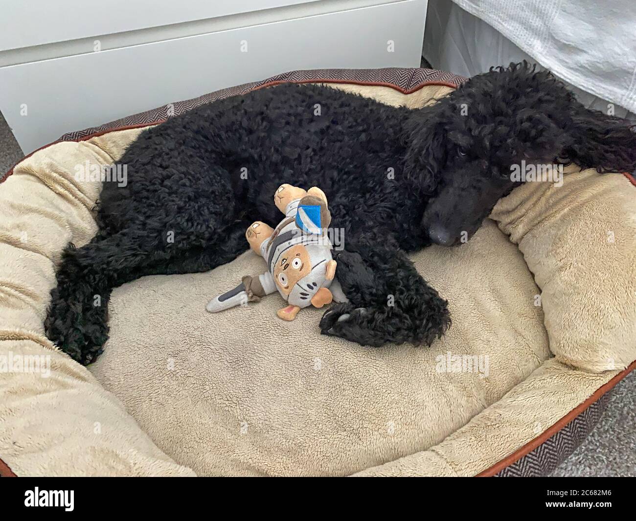 Standard poodle on a leash hi-res stock photography and images - Alamy