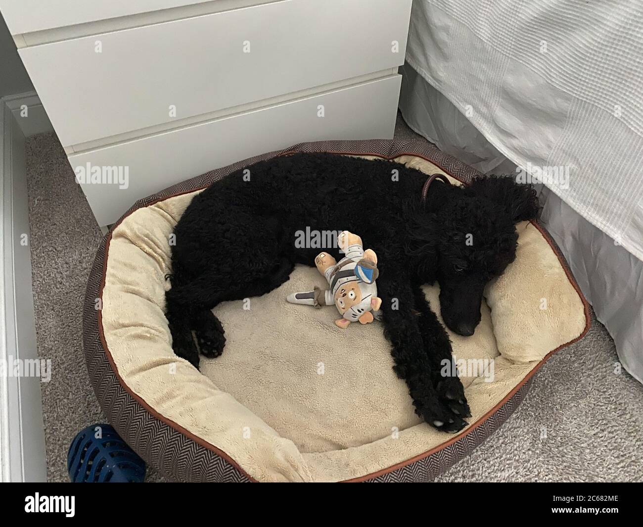 Standard poodle on a leash hi-res stock photography and images - Alamy
