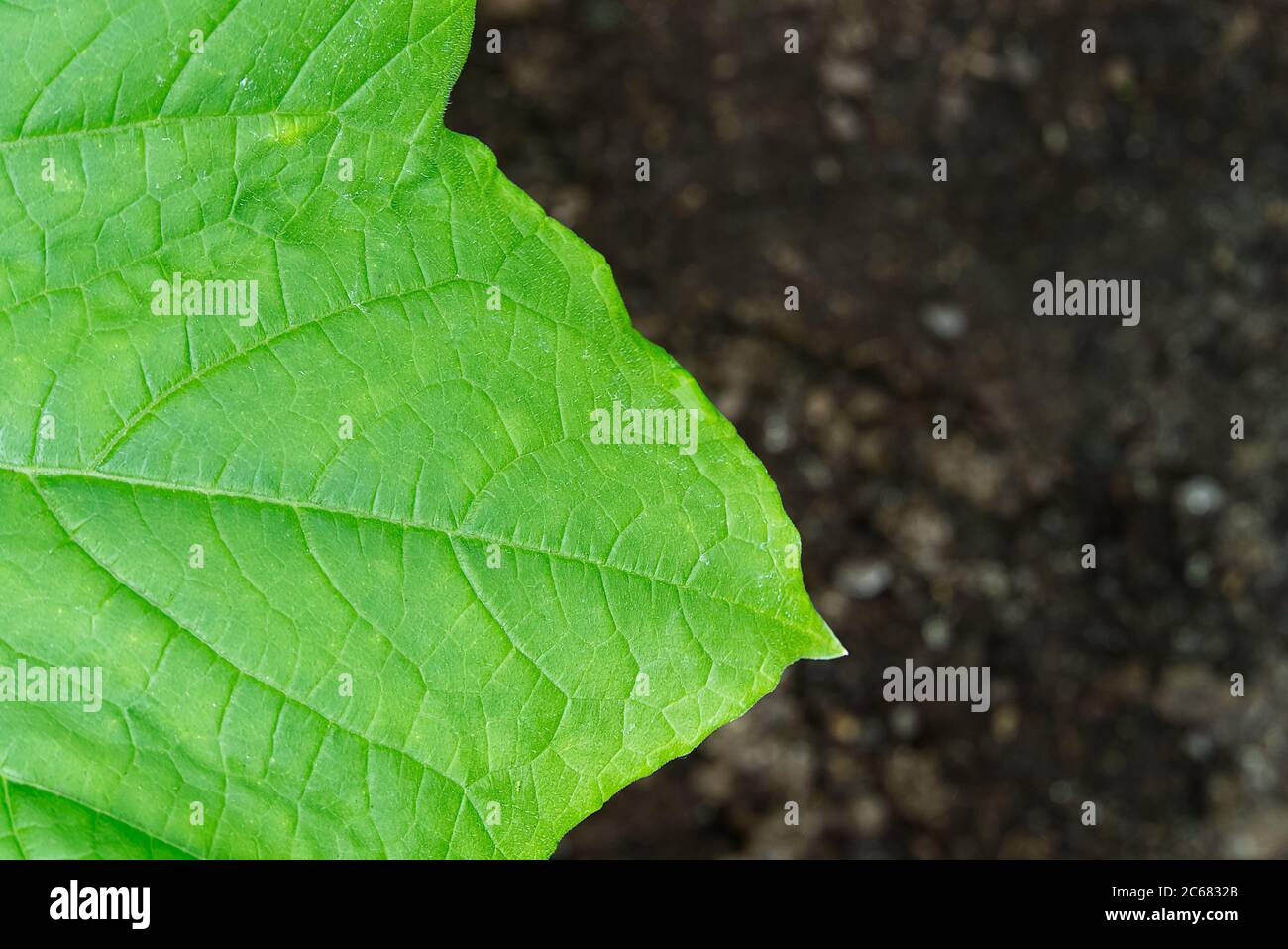 Green cucumber leaf textured background, macro shoot Stock Photo - Alamy