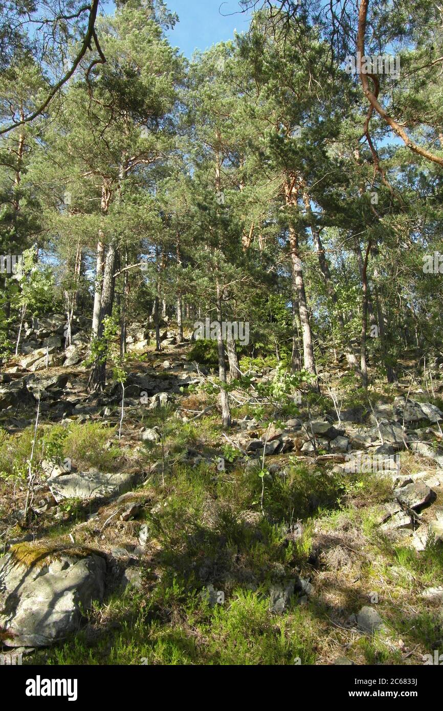 Beautiful Norwegian city of Oslo. Walking through the parks ...