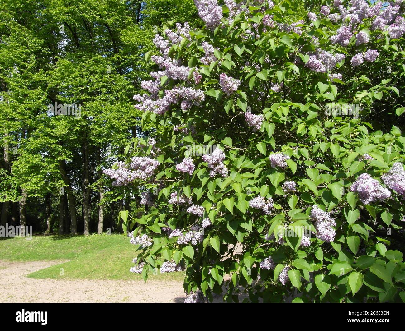 Beautiful Norwegian city of Oslo. Walking through the parks ...