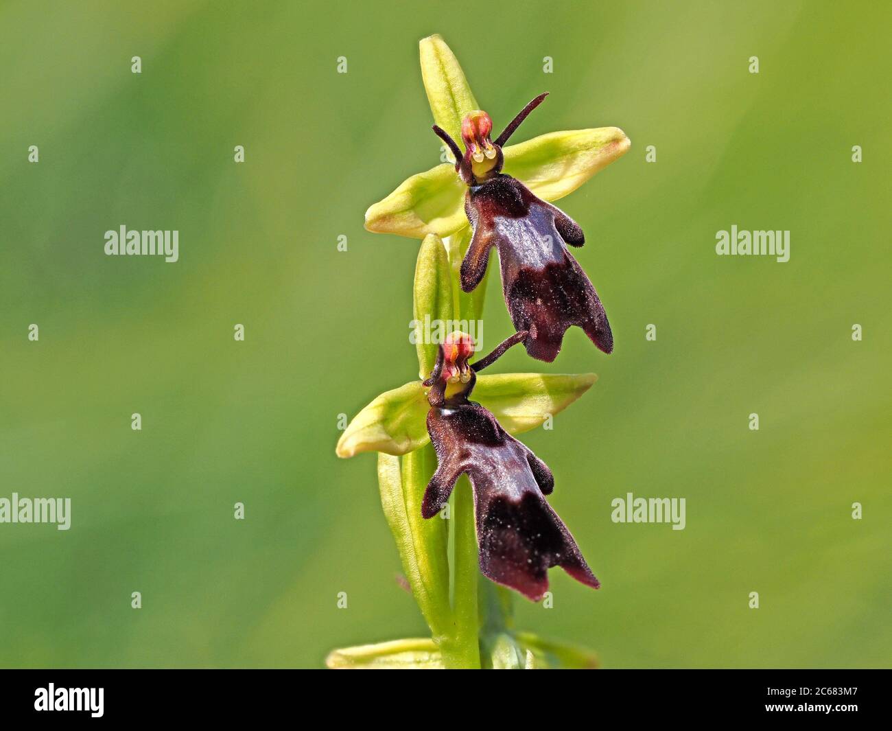 Fly Orchid (Ophrys insectifera) Cumbria, England, UK Stock Photo - Alamy