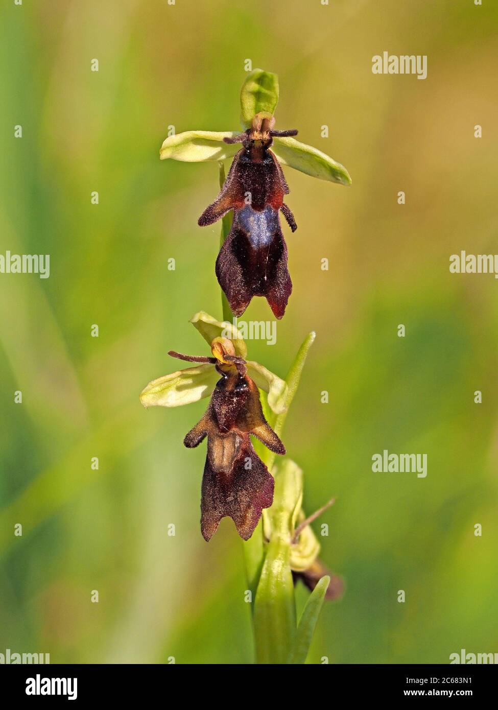 Fly Orchid (Ophrys insectifera) Cumbria, England, UK Stock Photo - Alamy