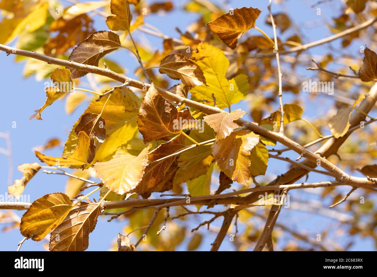 Yellow and dry leaves on a tree with some sunlight shining Stock Photo ...
