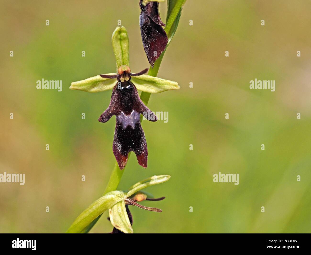 Fly Orchid (Ophrys insectifera) Cumbria, England, UK Stock Photo - Alamy