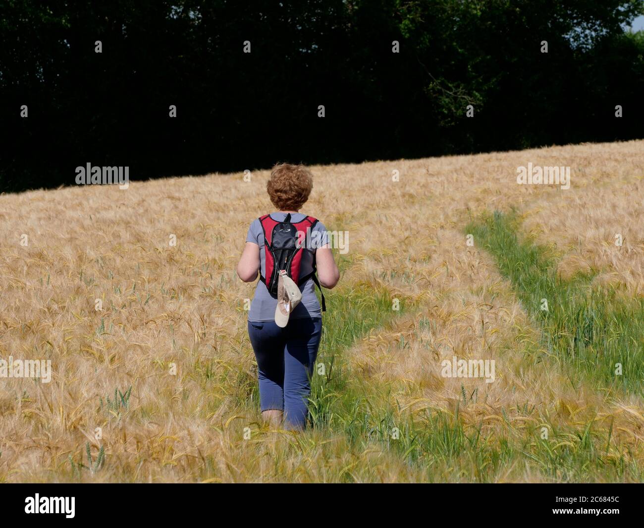 Walking along the tram lines, Barley field, Suffolk, England, United ...