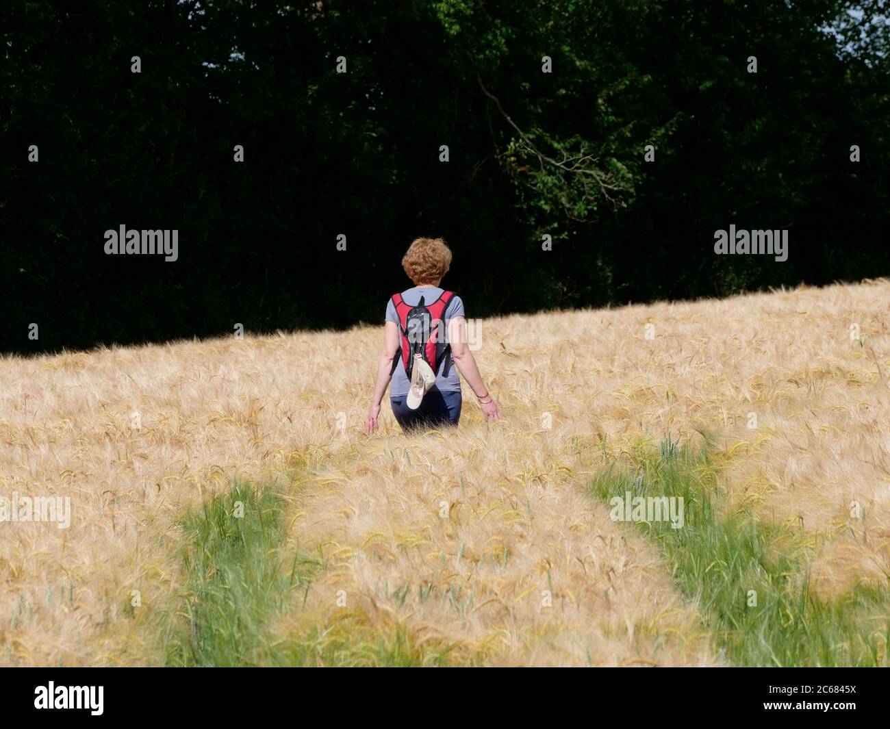 Walking along the tram lines, Barley field, Suffolk, England, United ...