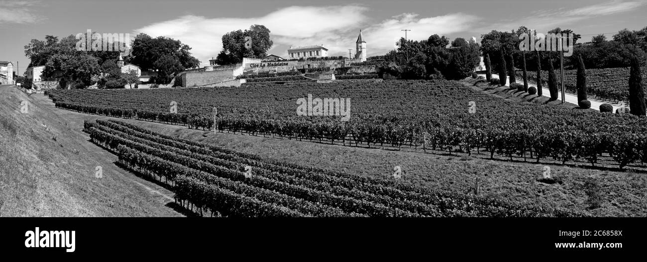 Plant bordeaux Black and White Stock Photos & Images - Alamy