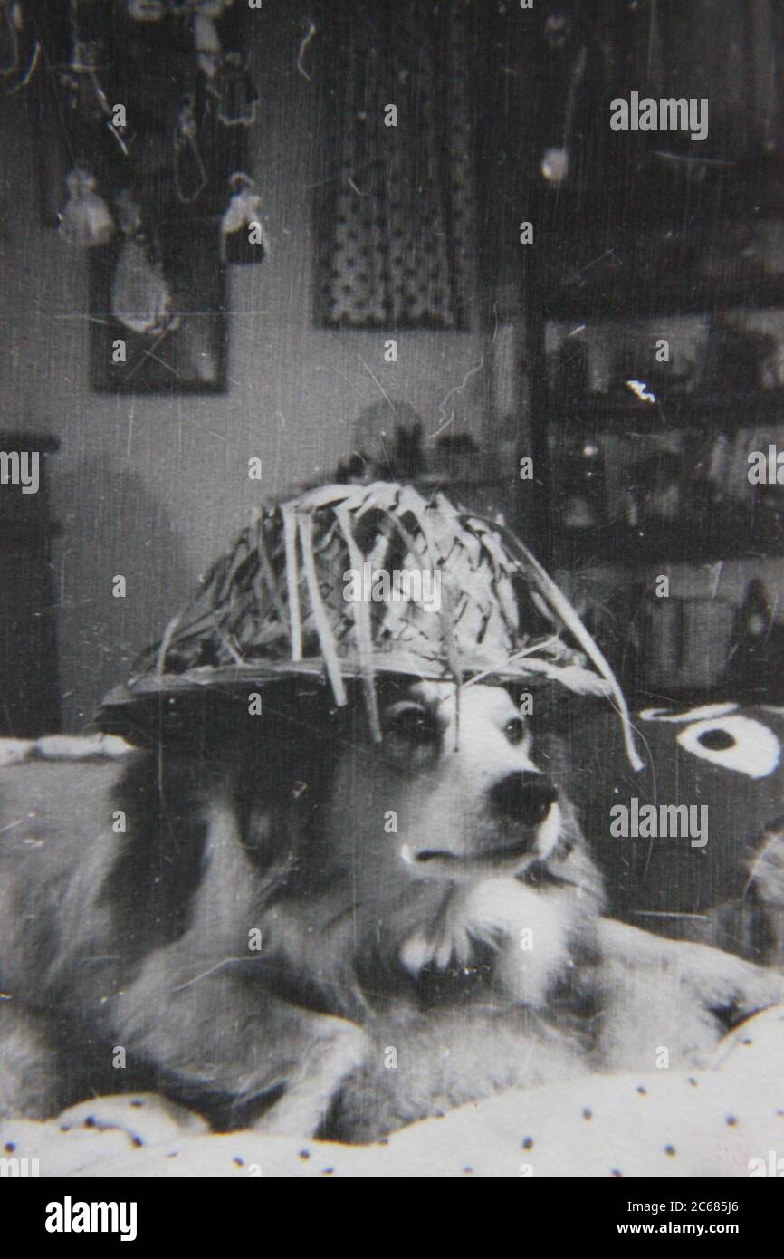 Fine 70s vintage black and white lifestyle photography of a pet dog ...