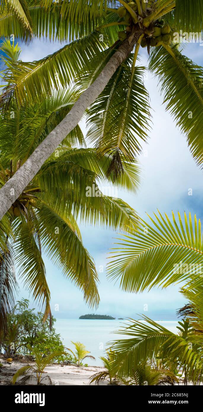 Coconut palm trees on tropical hi-res stock photography and images - Alamy