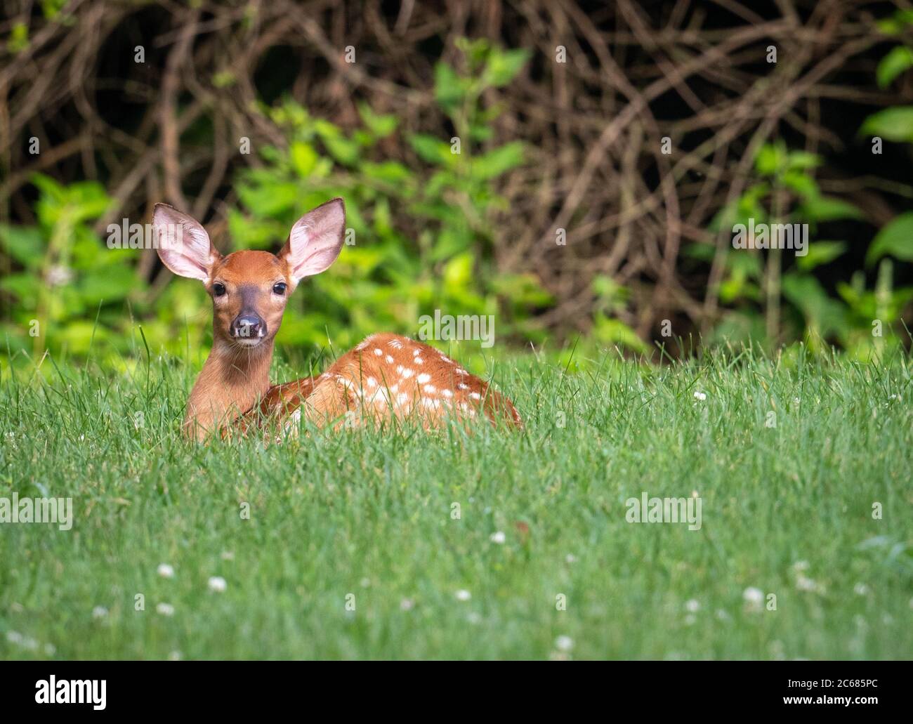 White-tailed deer fawn bedded down in an open field in summer Stock ...