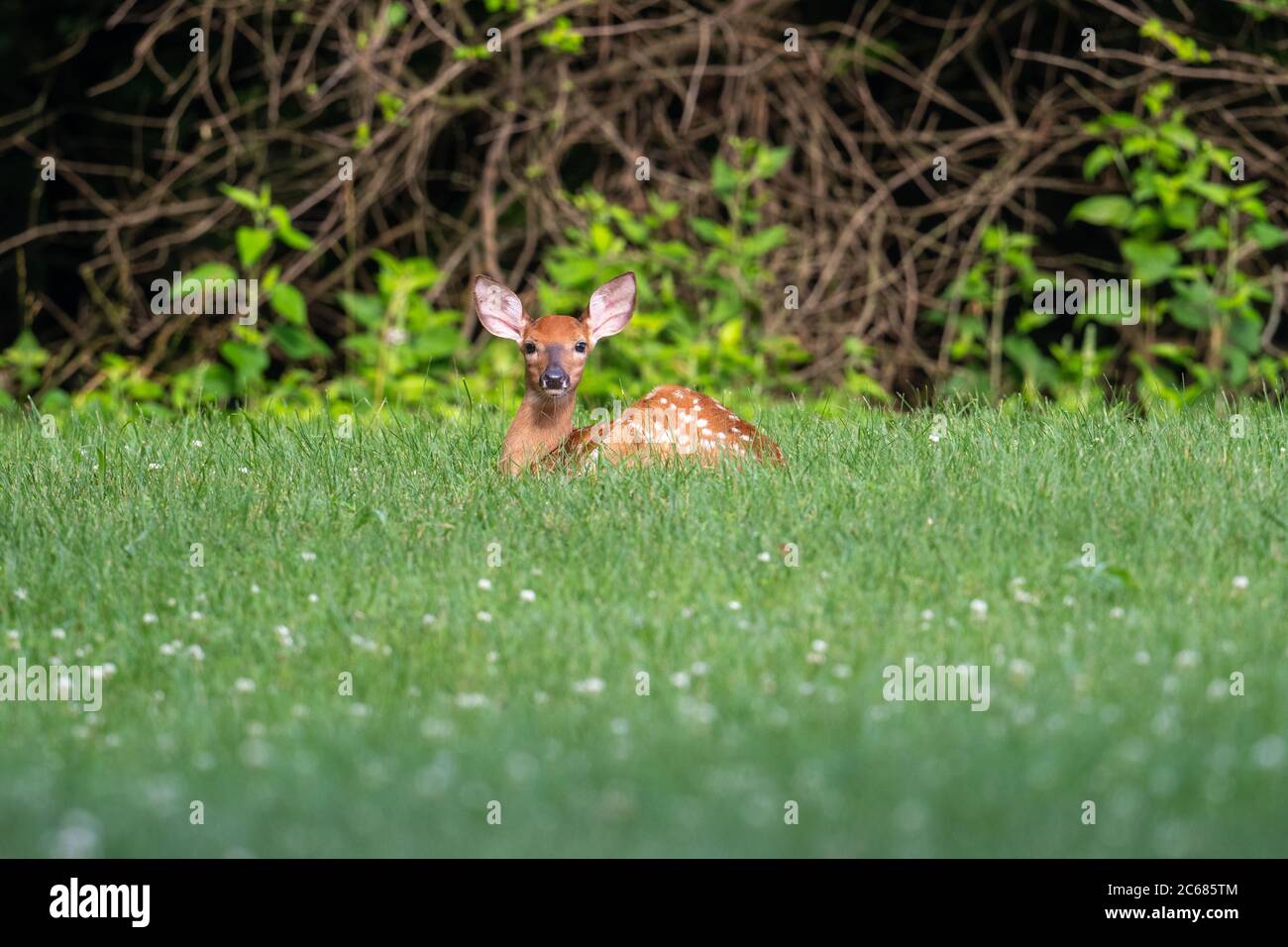 White-tailed deer fawn bedded down in an open field in summer Stock ...