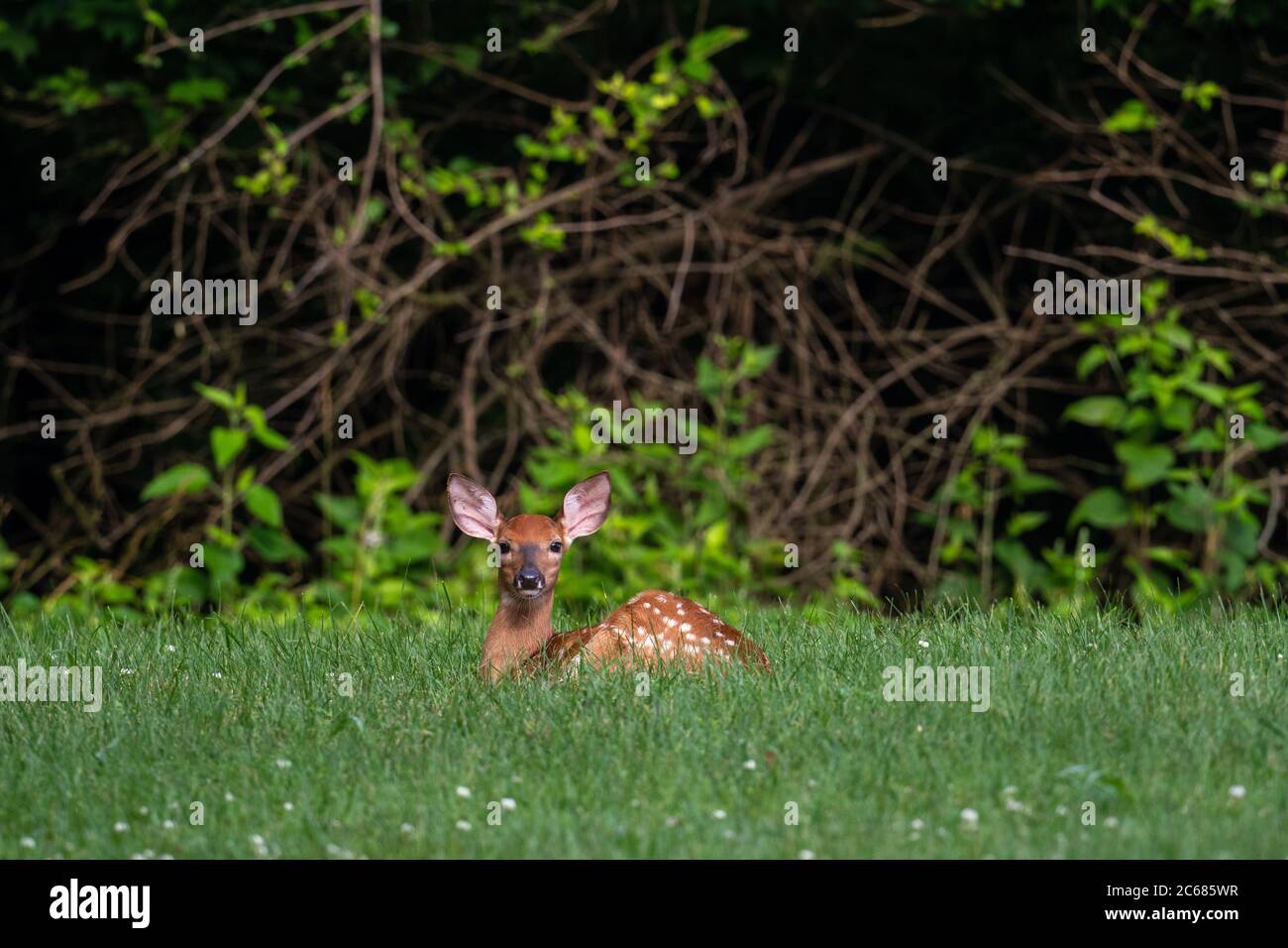 White-tailed deer fawn bedded down in an open field in summer Stock ...