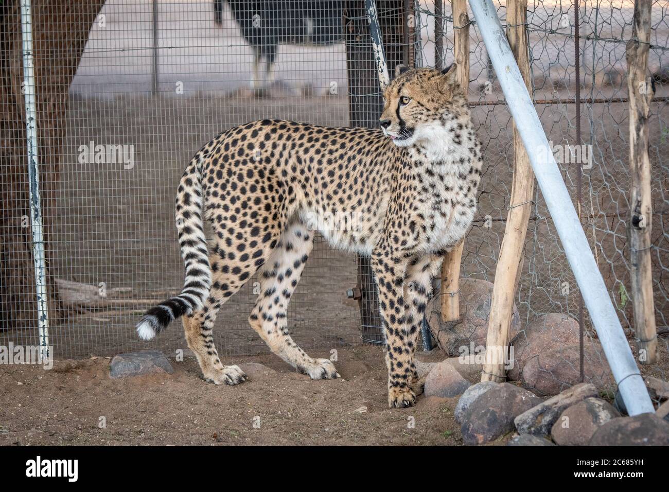 Captive cheetah carefully watches sheep before feeding time in Quiver ...
