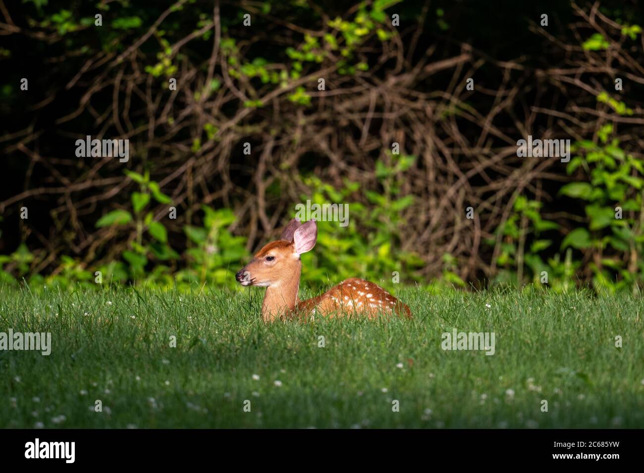 White-tailed deer fawn bedded down in an open field in summer Stock ...