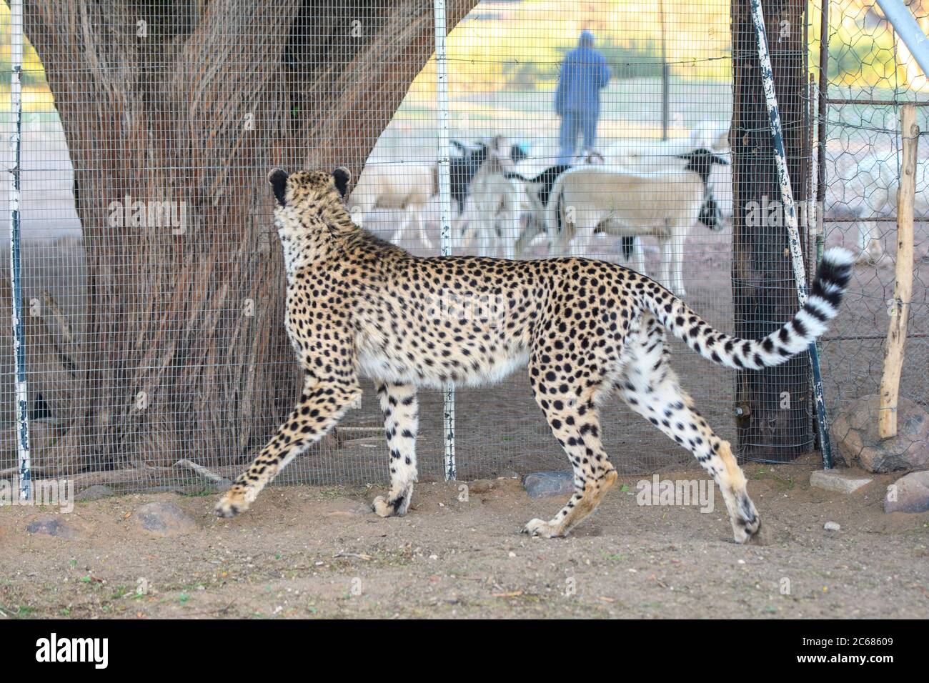 Captive cheetah carefully watches sheep before feeding time in Quiver ...