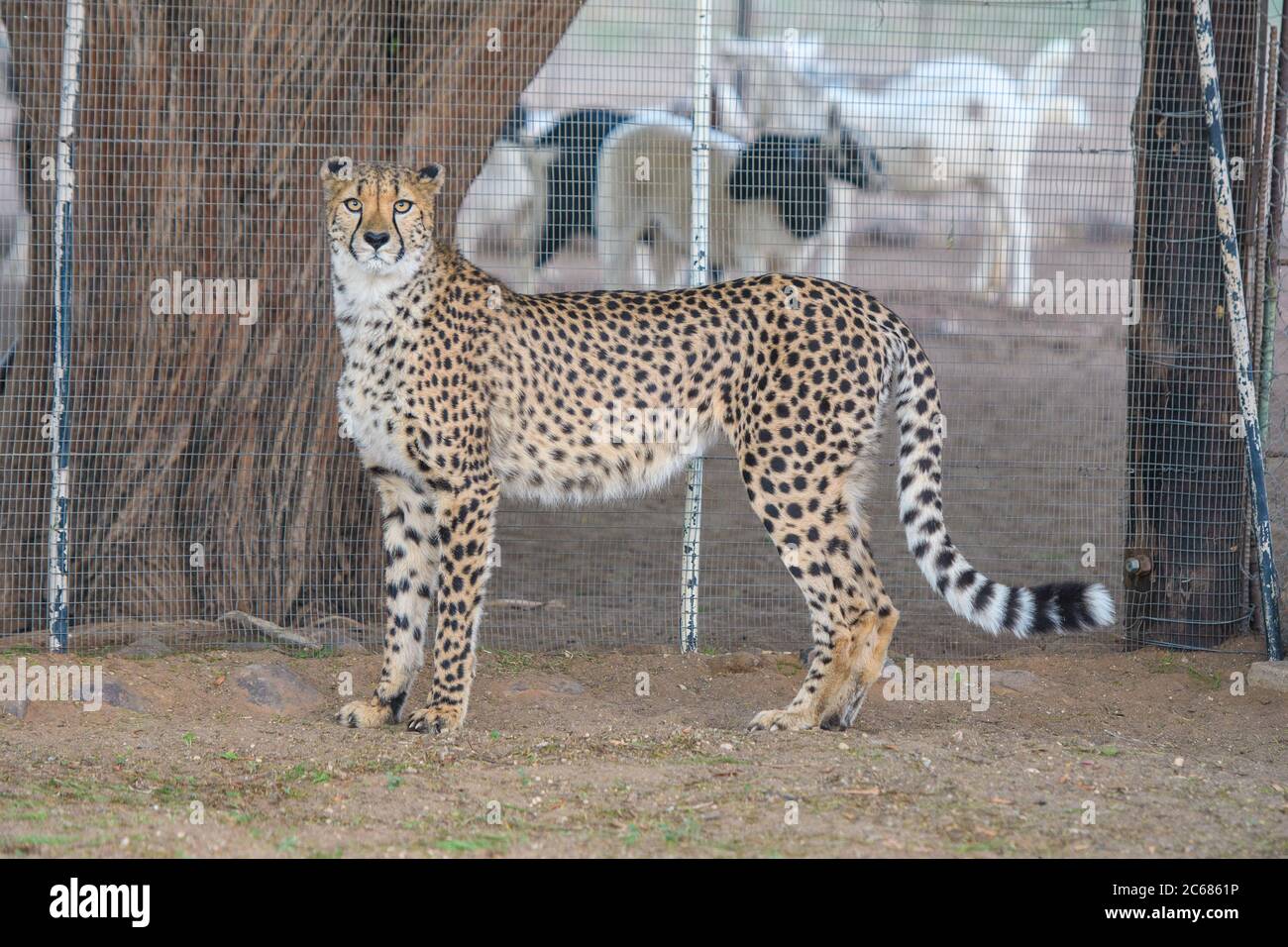 Captive cheetah carefully watches sheep before feeding time in Quiver ...