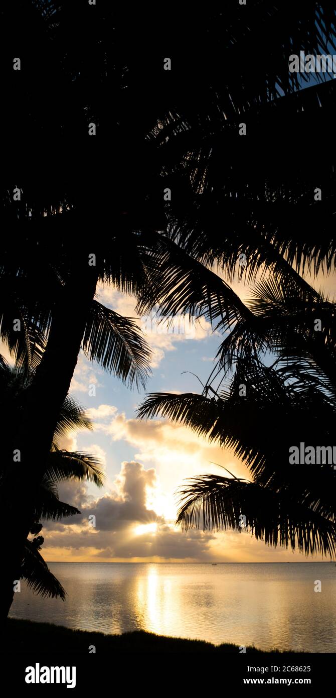 View of palm tree at sunset, Aitutaki Lagoon, Aitutaki, Cook Islands ...