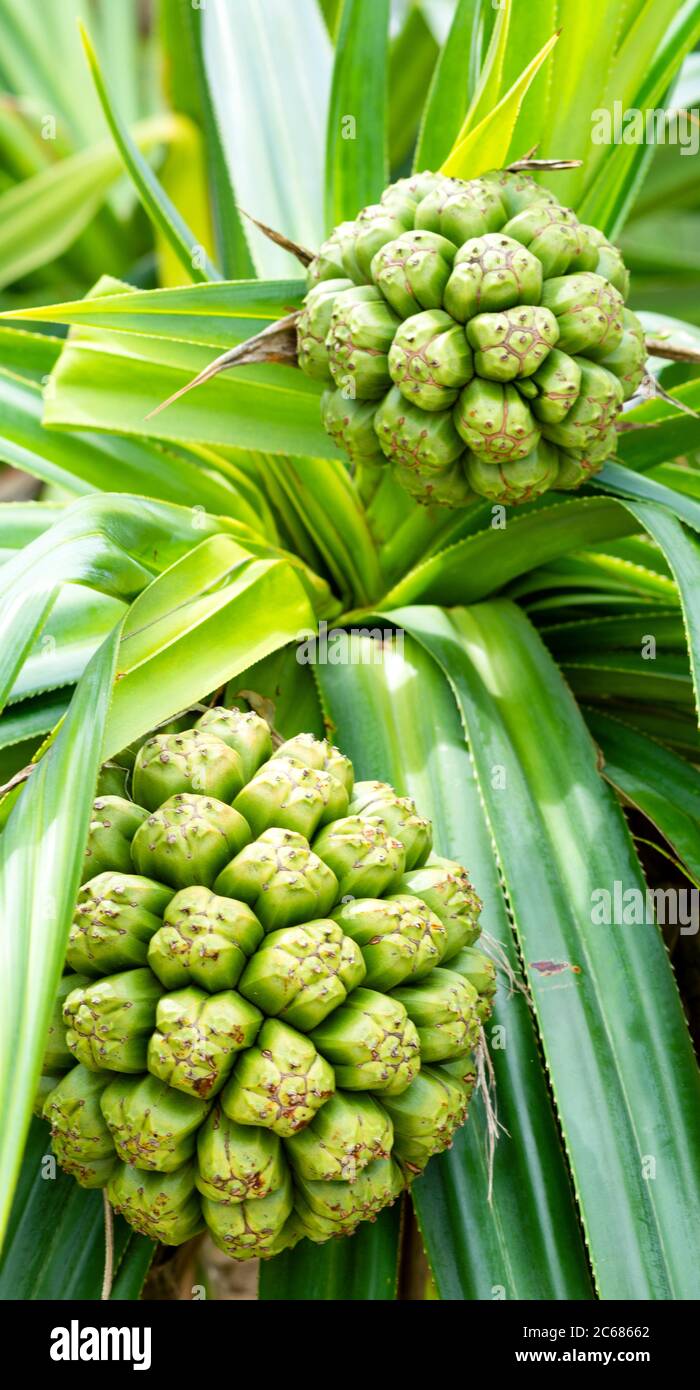 Pandanus hi-res stock photography and images - Alamy