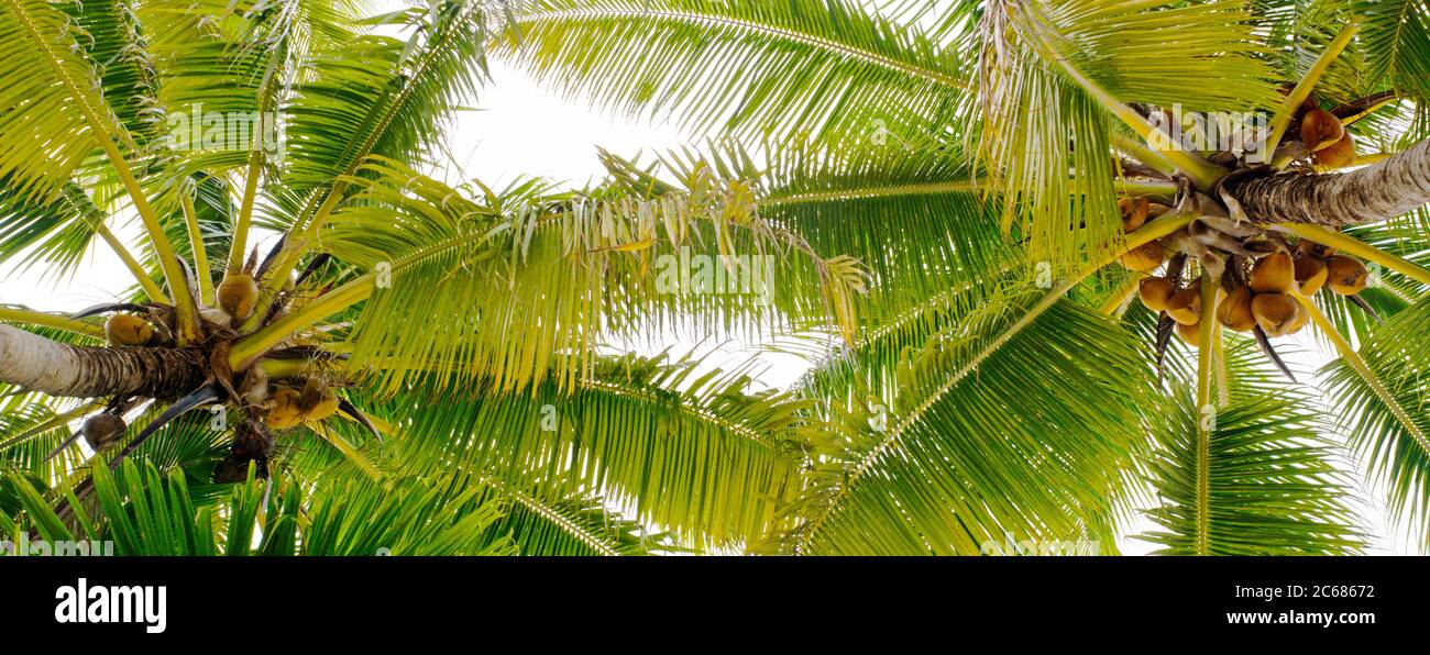Coconut in nature hi-res stock photography and images - Alamy