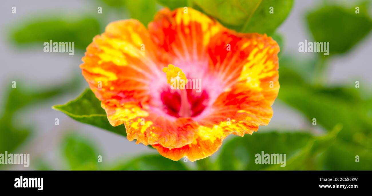 Close up of Hibiscus Flower, Arorangi, Rarotonga, Cook Islands Stock ...