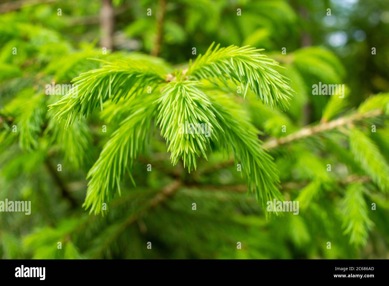 New growth on pine tree branches hi-res stock photography and images ...