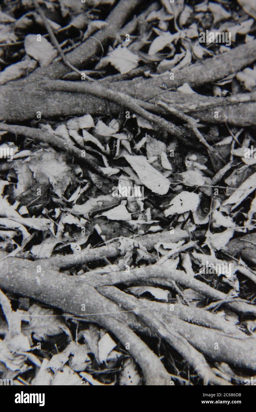Fine 70s vintage black and white lifestyle photography of tree roots ...