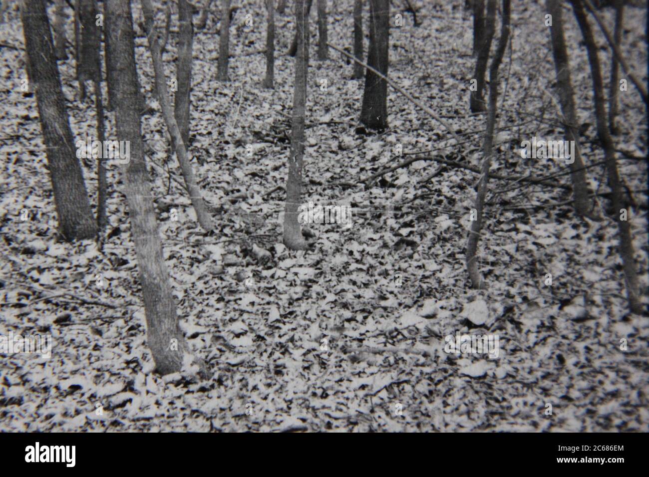 Fine 70s vintage black and white lifestyle photography of tree roots ...