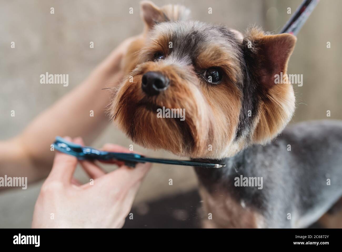 process of final shearing of a dog's hair with scissors. muzzle of a ...