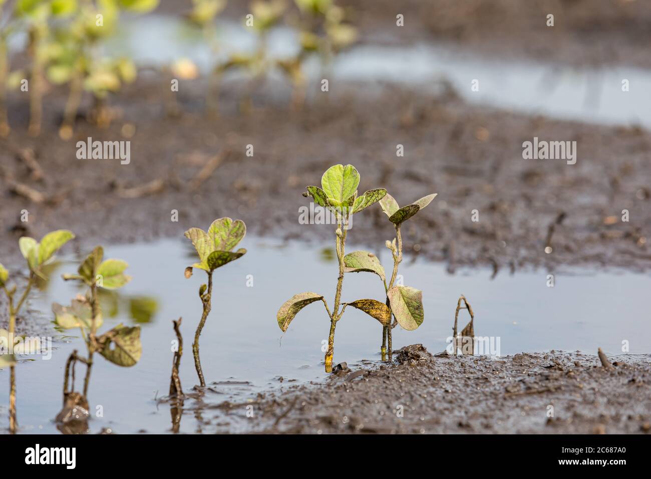Soybean farm field flooded with standing water. Concept of crop damage ...