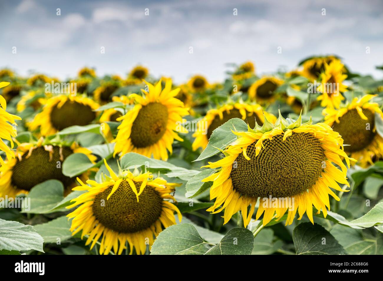 National flower of romania hi-res stock photography and images - Alamy