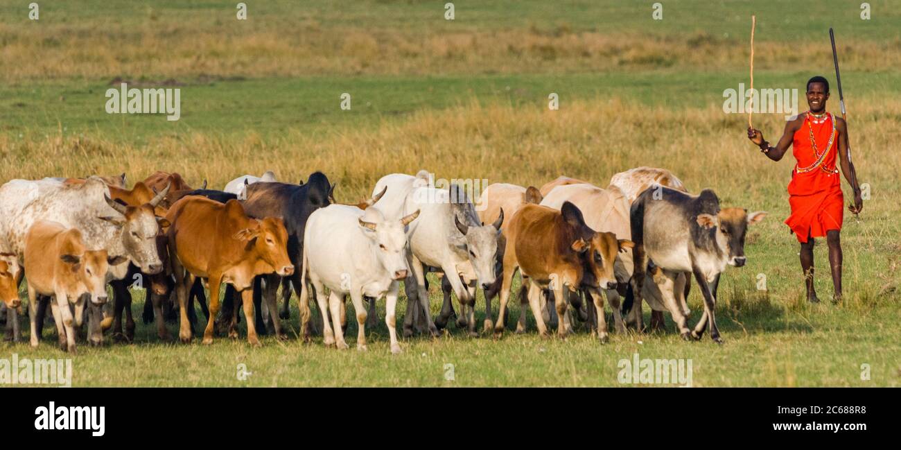 Masai herding cattle kenya hi-res stock photography and images - Alamy