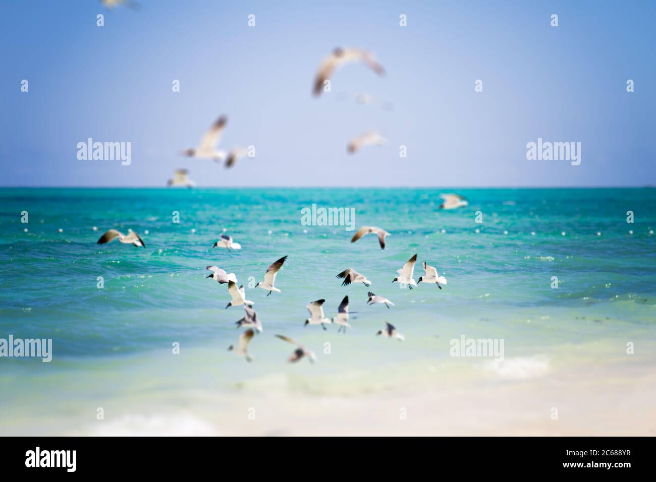 A flock of seabirds flying over the Caribbean waters Stock Photo - Alamy