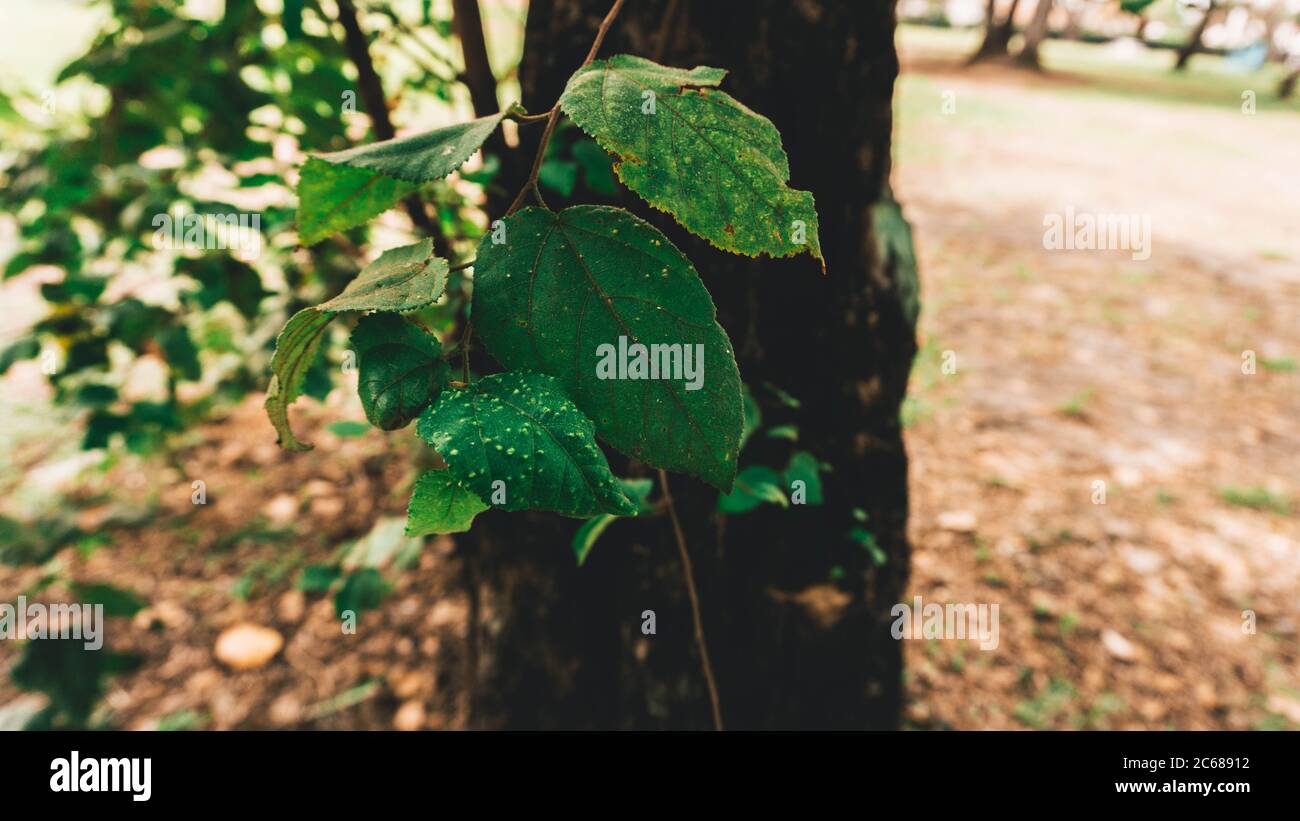 Adaptation of leaves hi-res stock photography and images - Alamy