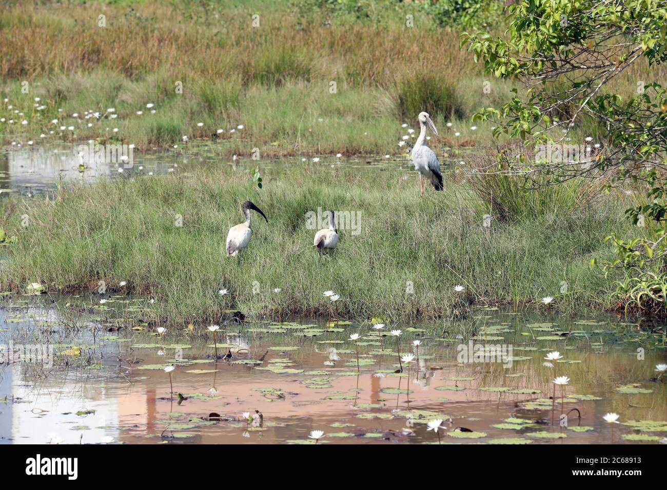 Migrating birds searching food at water lily ponds Stock Photo - Alamy