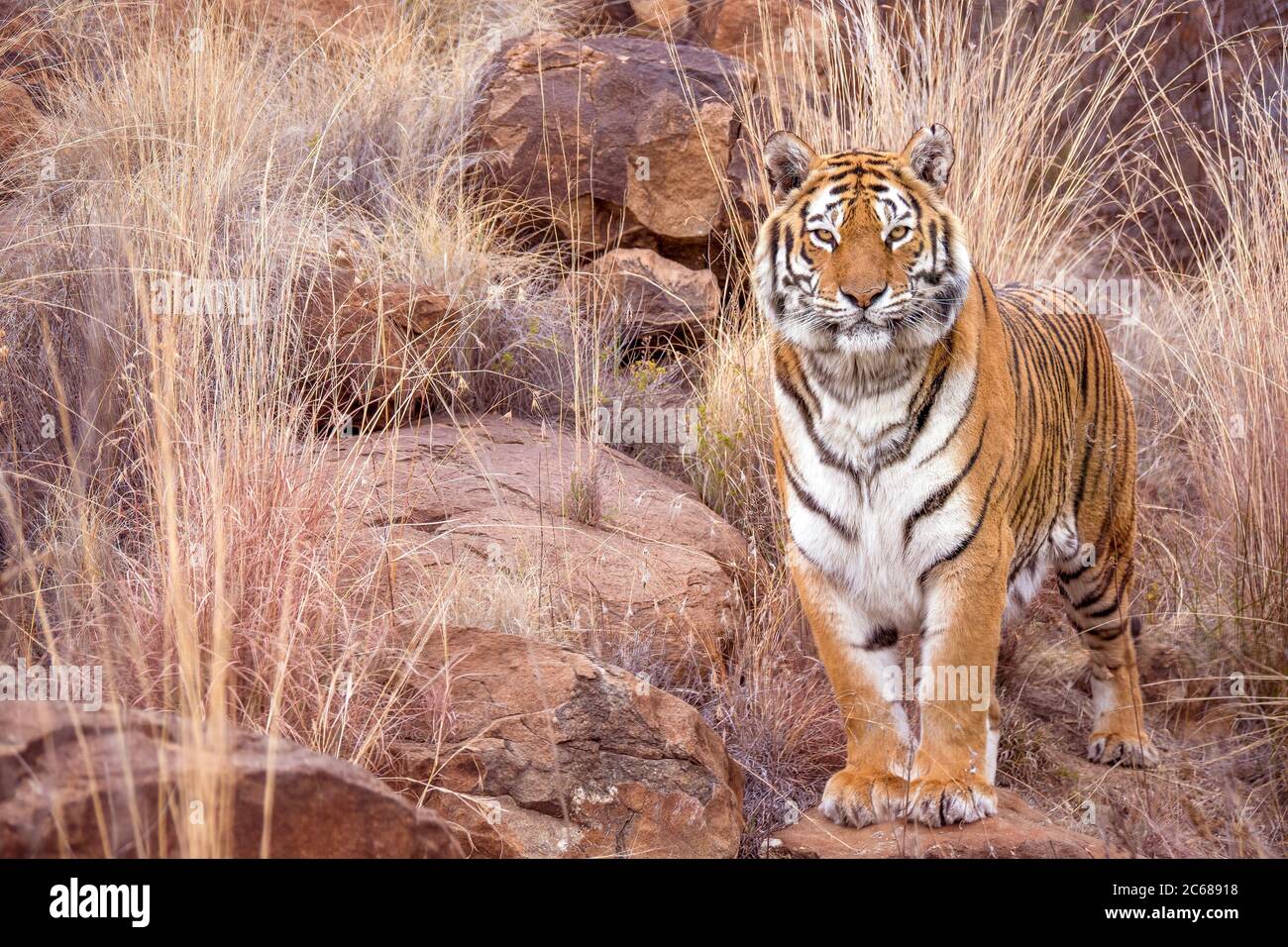 A beautiful female tigress (Latin- Panthera tigris) stands looking at ...