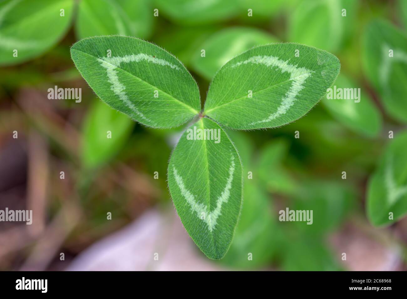 Macro photography of three red clover leaves, captured at the central ...