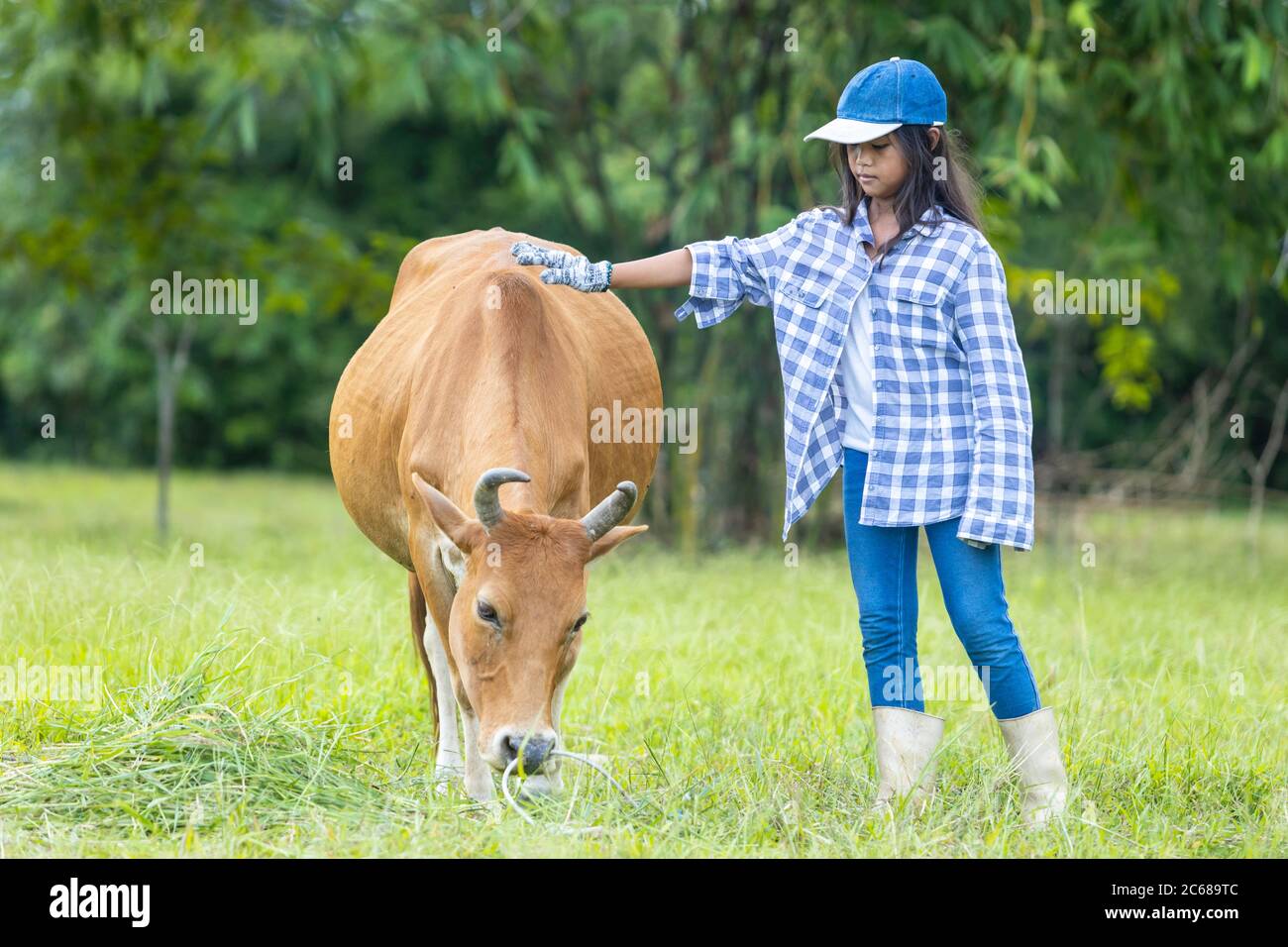 A cute Asian girl is looking after her cow in a pasture in a ranch ...