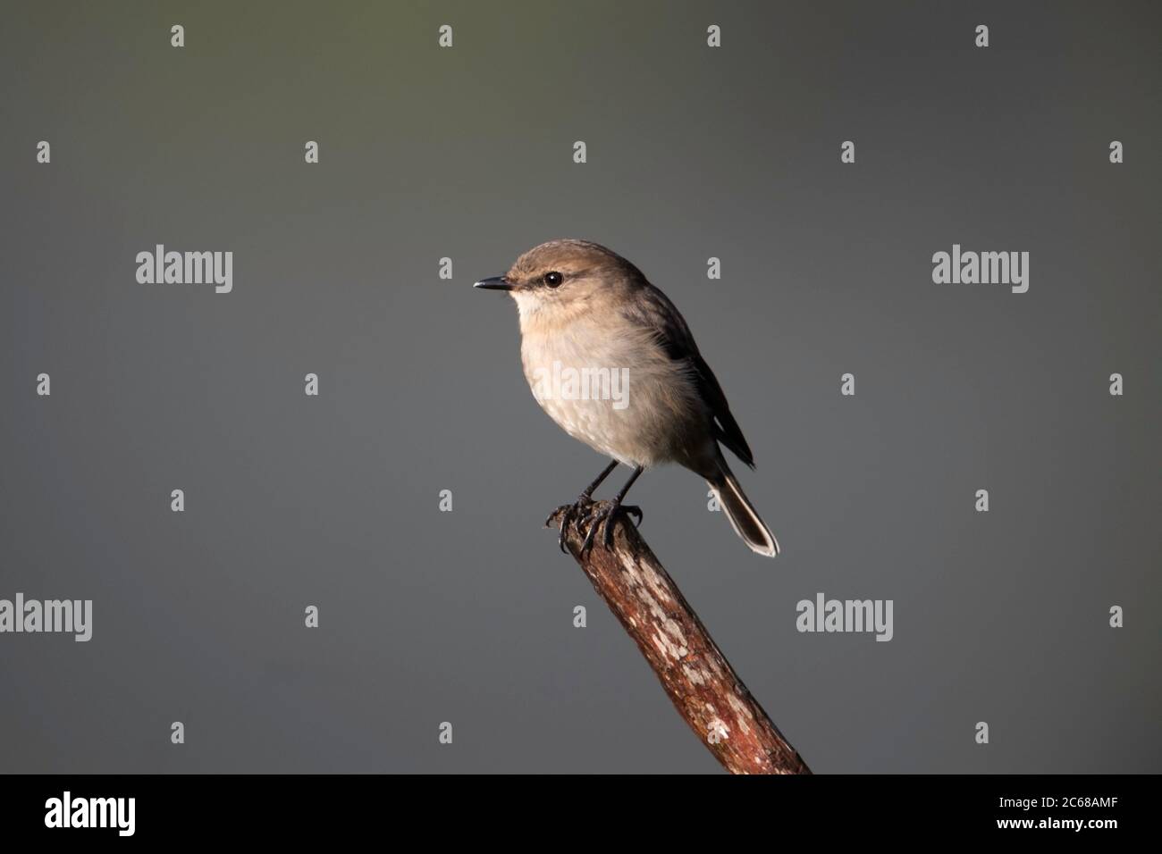 dusky robin sitting on broken tree branch north west tasmania australia ...