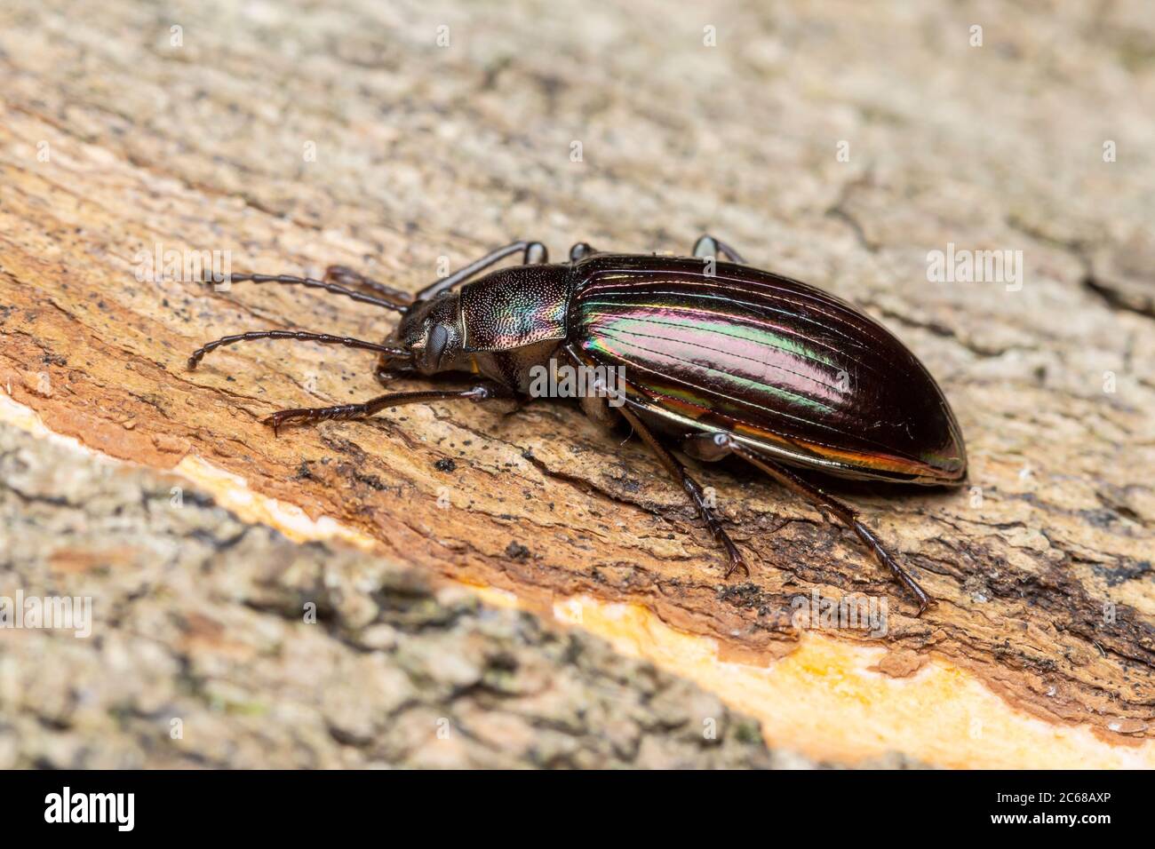 Rainbow beetle hi-res stock photography and images - Alamy