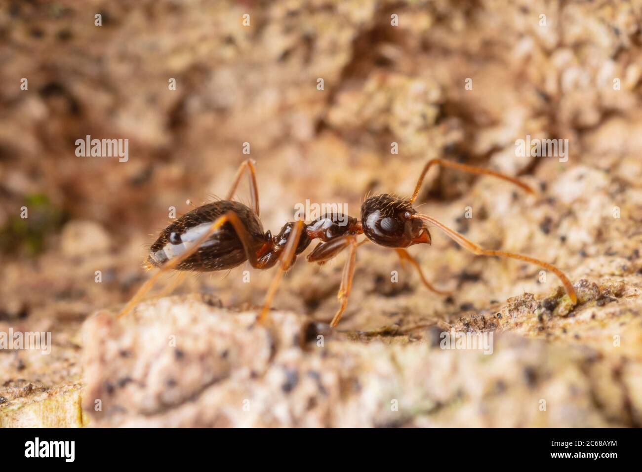 Honey ant hi-res stock photography and images - Alamy
