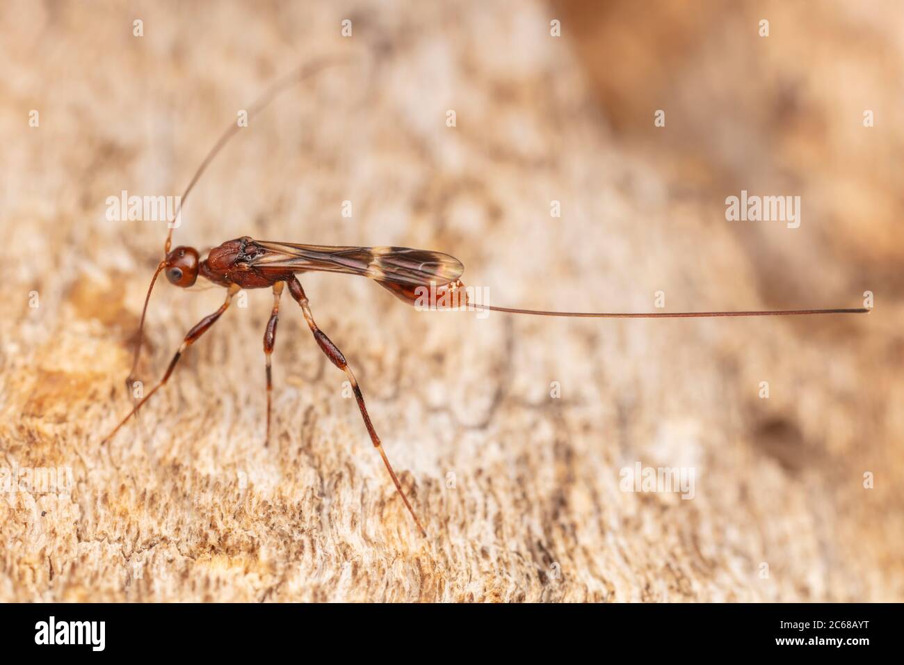 Parasitic Wasps High Resolution Stock Photography and Images - Alamy