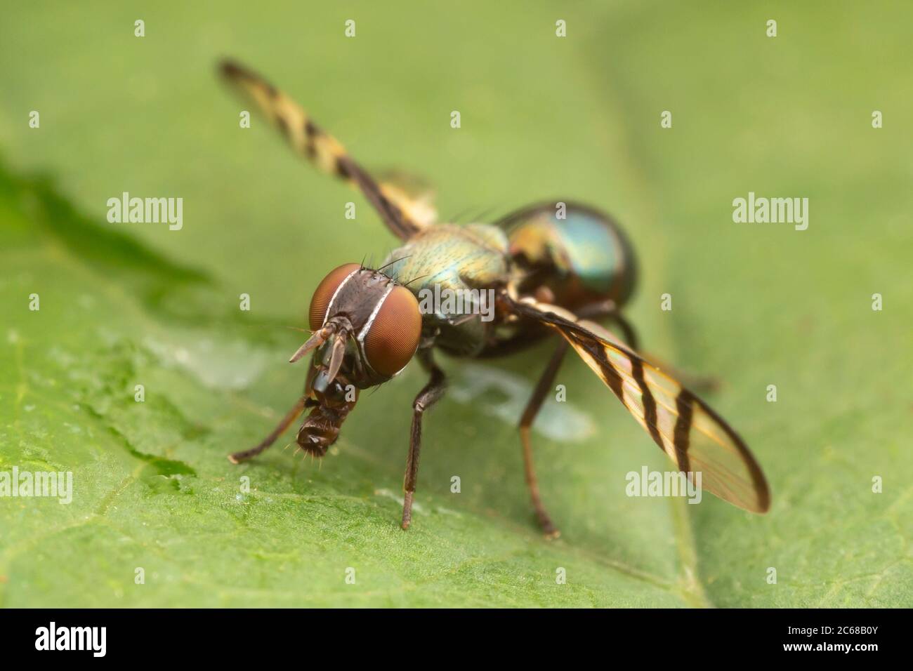 Platystomatidae sp hi-res stock photography and images - Alamy