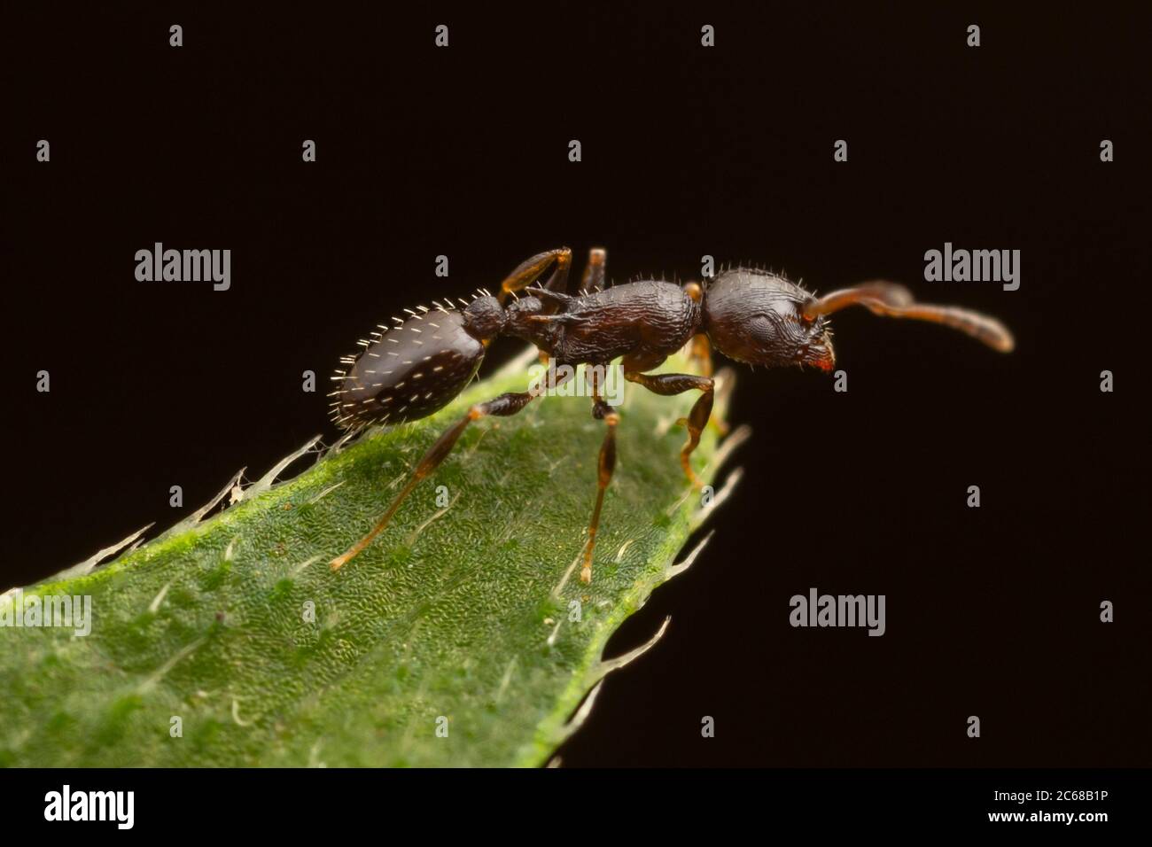An Acorn Ant (Temnothorax longispinosus) worker explores the end of a ...