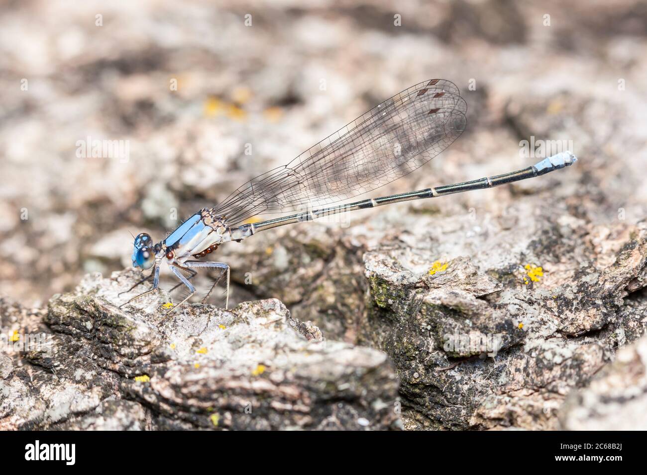 A male Blue-fronted Dancer (Argia apicalis) with mites Stock Photo - Alamy