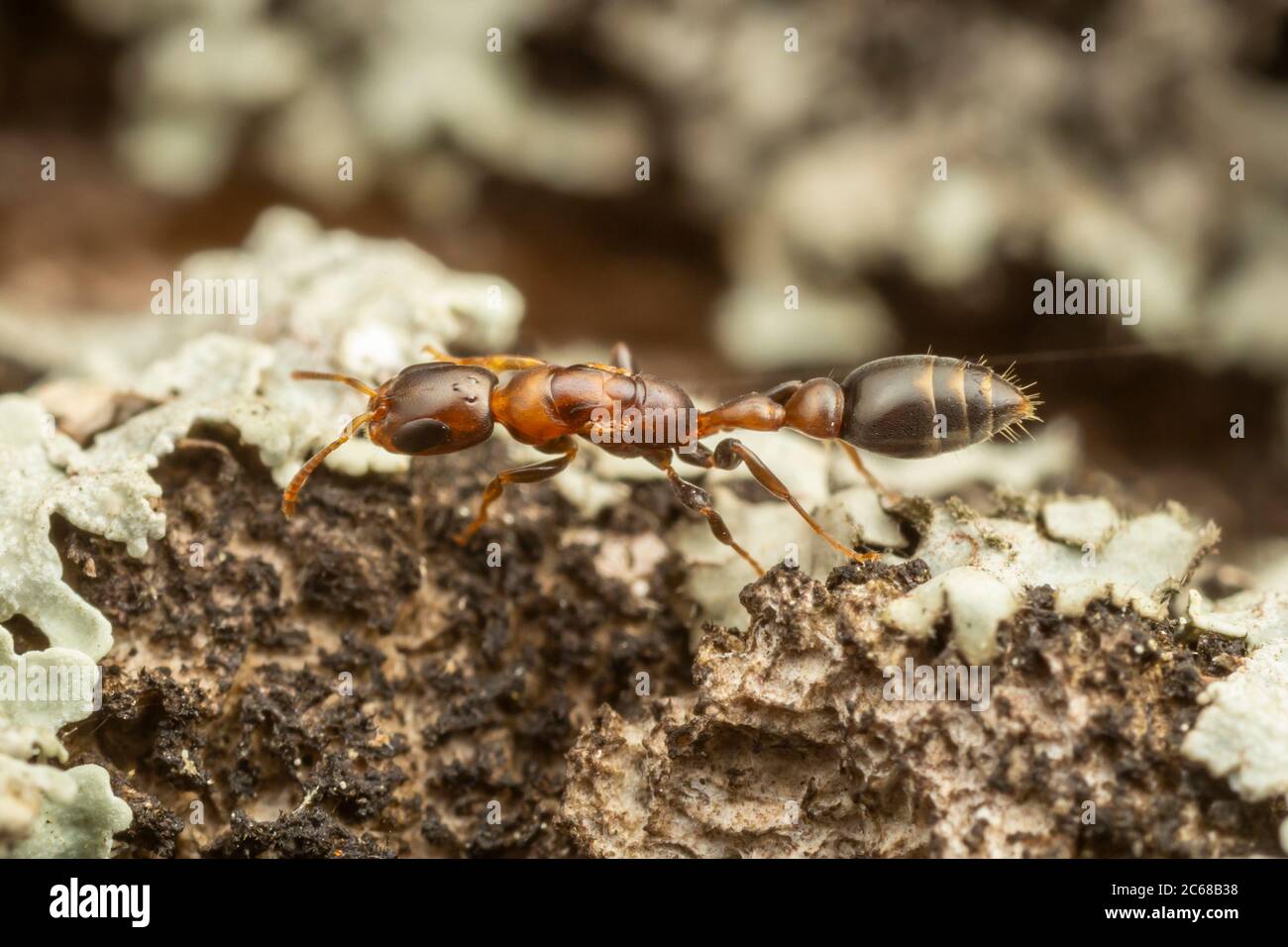 A Twig Ant (Pseudomyrmex ejectus) worker forages on a lichen covered ...