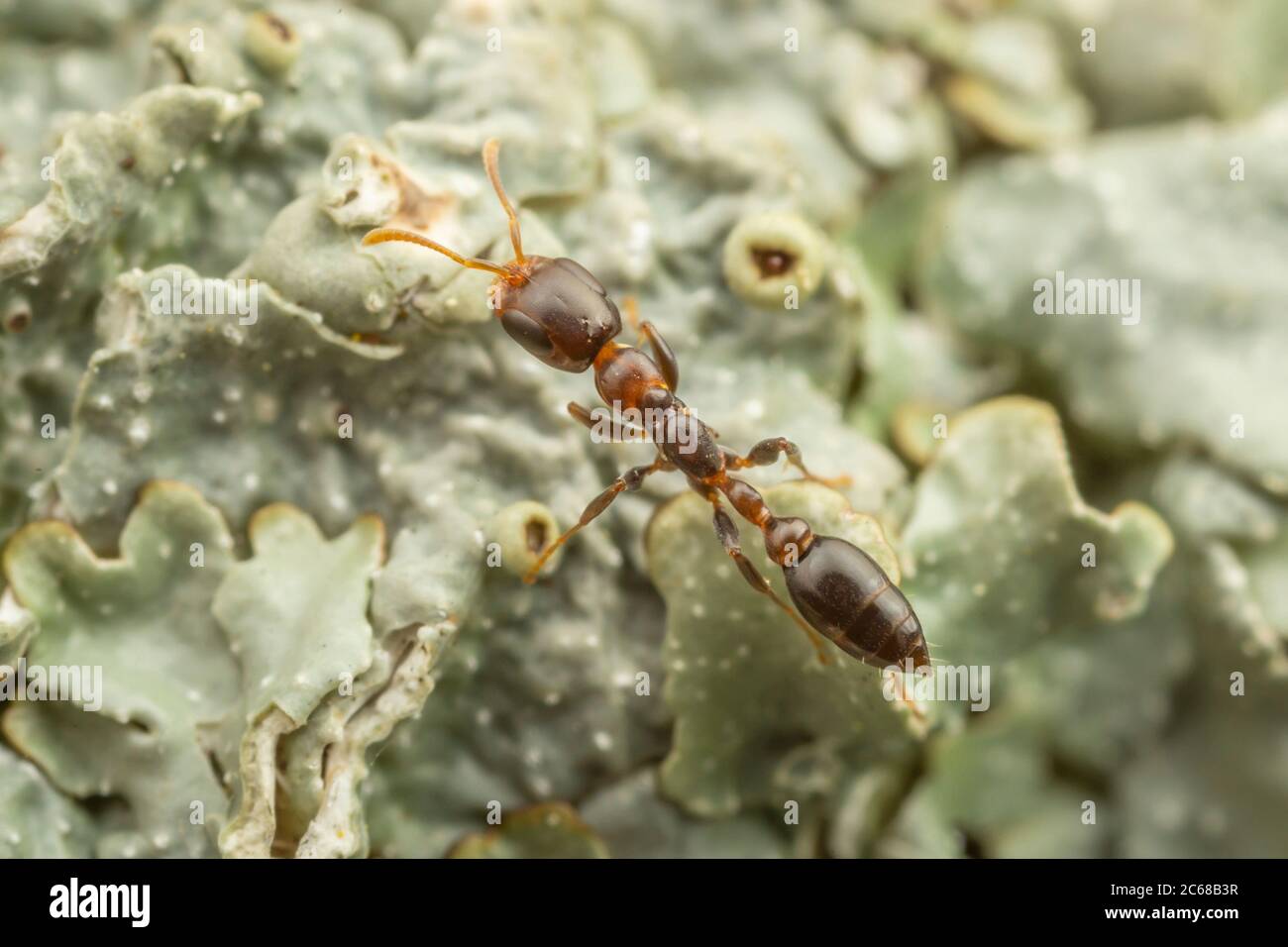 A Twig Ant (Pseudomyrmex ejectus) worker forages on a lichen covered ...