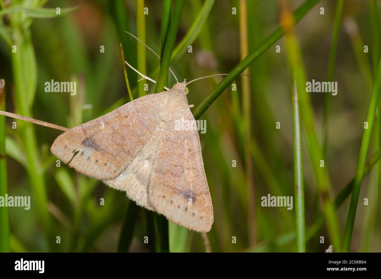 Looper moth hi-res stock photography and images - Alamy