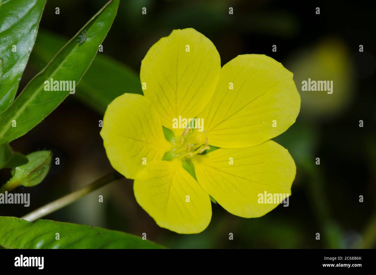 Floating Primrose-willow, Ludwigia peploides Stock Photo - Alamy